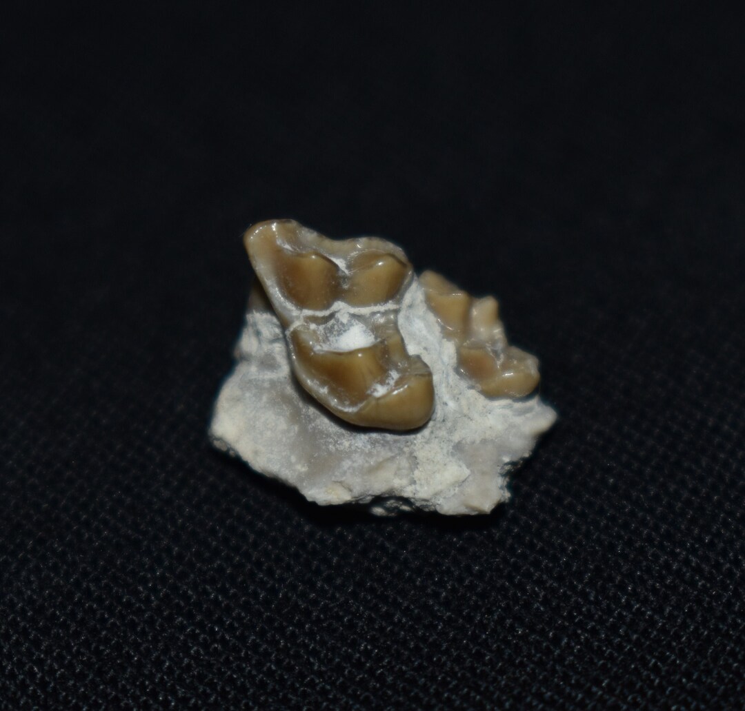 Exceptional and Rare Small Canid Teeth - Hesperocyon Gregarius ...