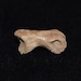 Excellent Fossilized Turtle Toe Bone Pleistocene 10000 24 - Etsy