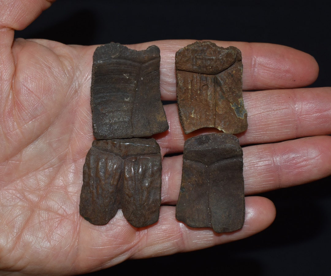 Set Of Four Detailed Fossilized Turtle Shell Peripheral Etsy