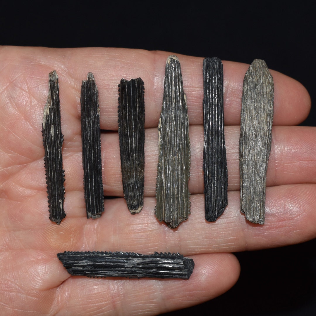 Seven Fossilized Ray Tail Spine Sections Miocene 5 Million 24 Million ...