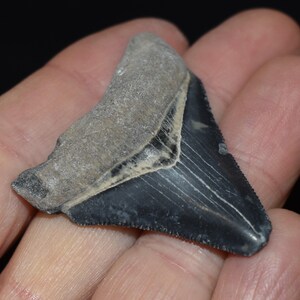Cool Authentic Fossilized Small Megalodon Shark Tooth - Bone Valley ...