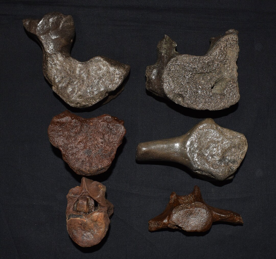 Great Set of Six Fossilized Vertebrae - Pleistocene 10,000 - 1.8 ...