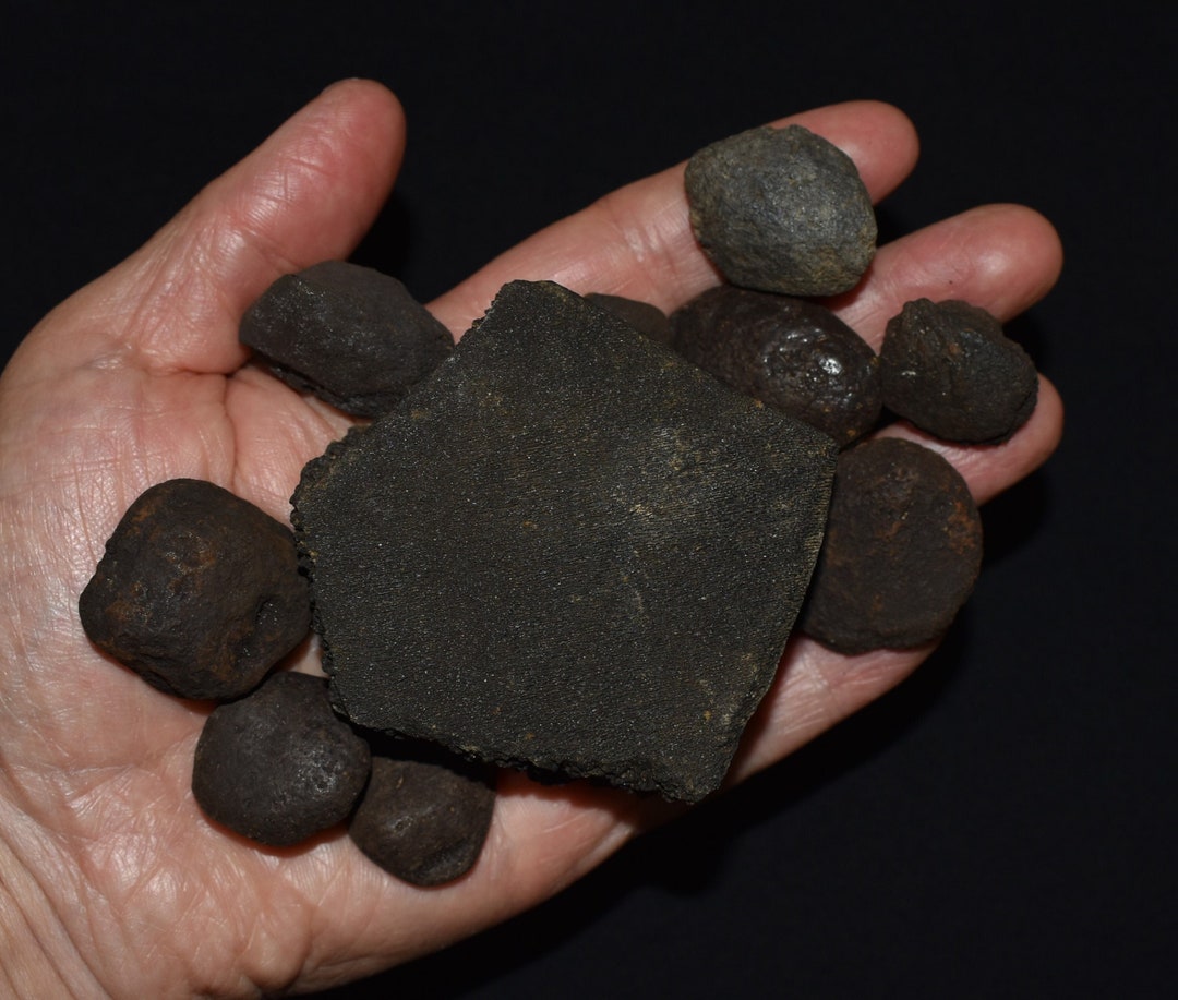 Great Group of Ten Extinct Giant Tortoise Osteoderms and a Small Shell ...