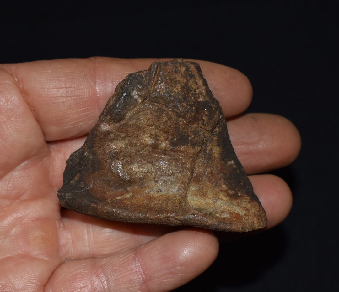 Beautiful Detailed Section of Fossilized Turtle Shell Pleistocene ...