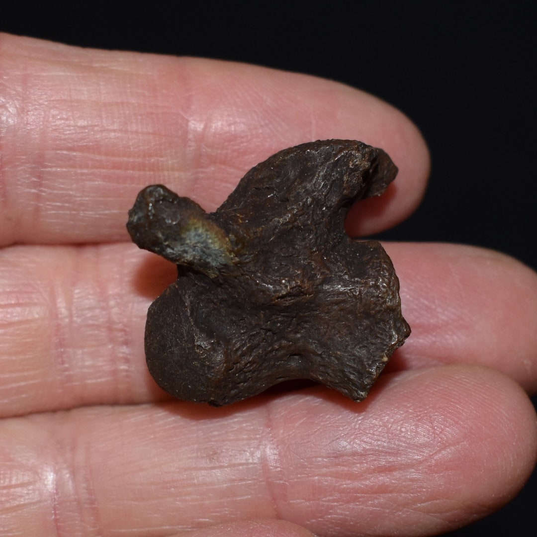 Excellent Fully Fossilized Turtle Vertebra Pleistocene 10,000 1.8 ...
