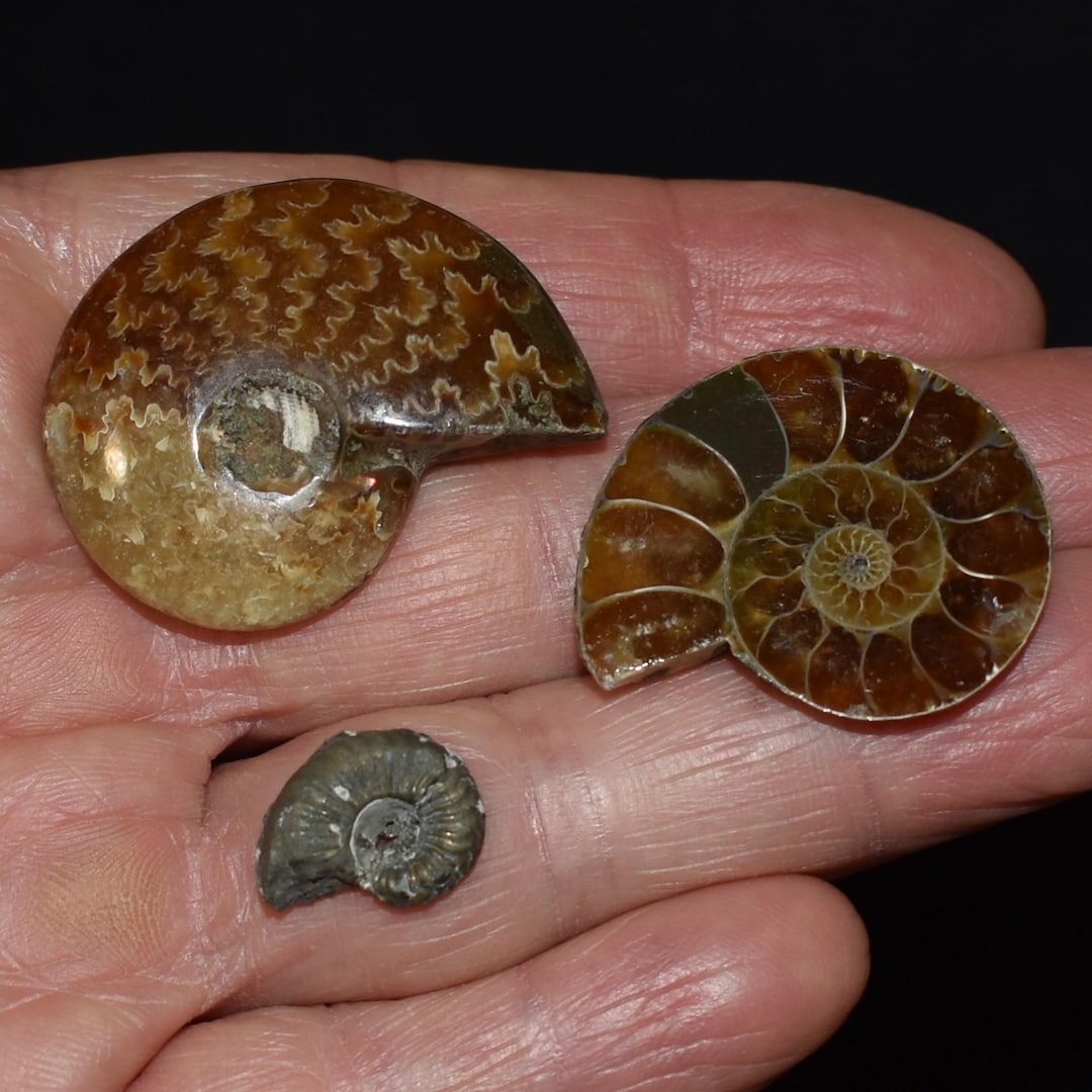 Polished Ammonite Fossil Set: Madagascar & German Specimens - Etsy