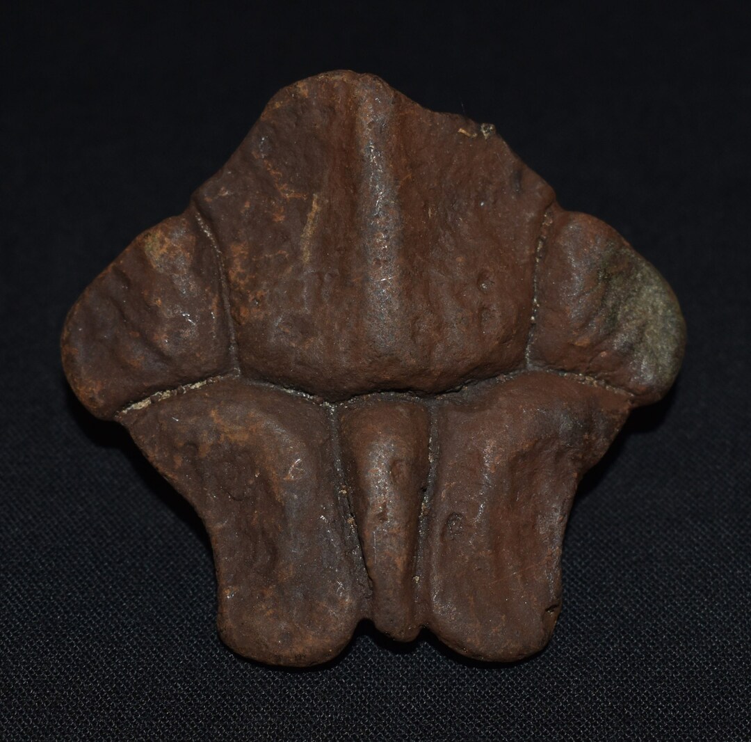 Beautiful Fossilized Nuchal Scute Turtle Pleistocene 10,000 1.8 Million ...