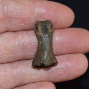 Great Alligator Fossil Toe Bone Pleistocene 10,000 1.8 Million Years - Etsy