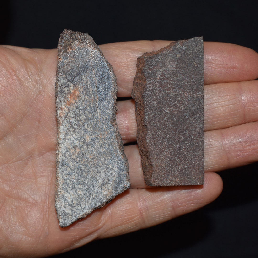 Great Pair of Rough Cut Dinosaur Bone Slices Jurassic Period 145-199 ...