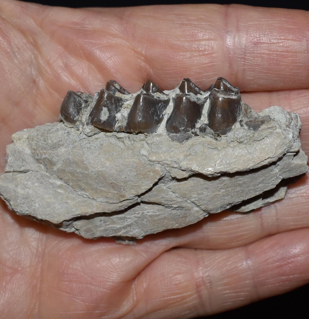 Great Fossilized Oreodont Partial Mandible- Oligocene About 30 Million ...