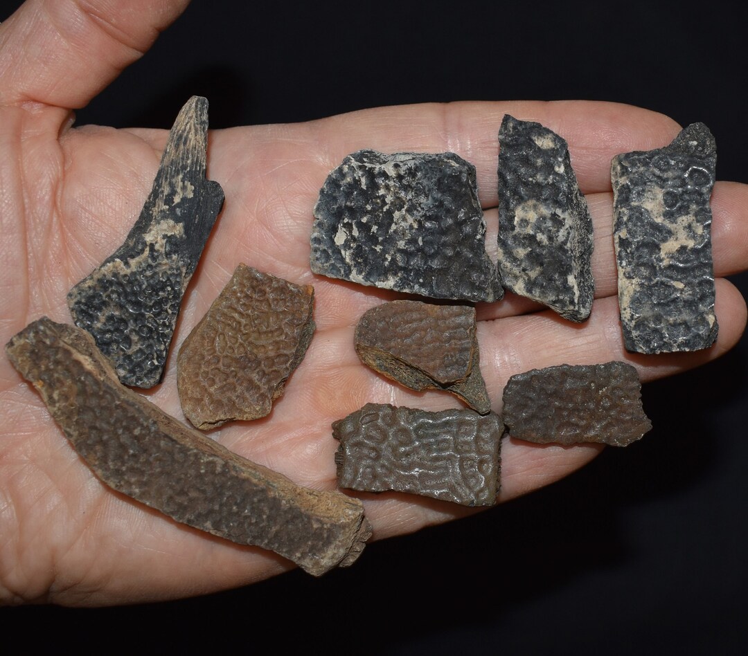 Great Highly Detailed Set of Nine Fossilized Soft-shelled Turtle Shell ...