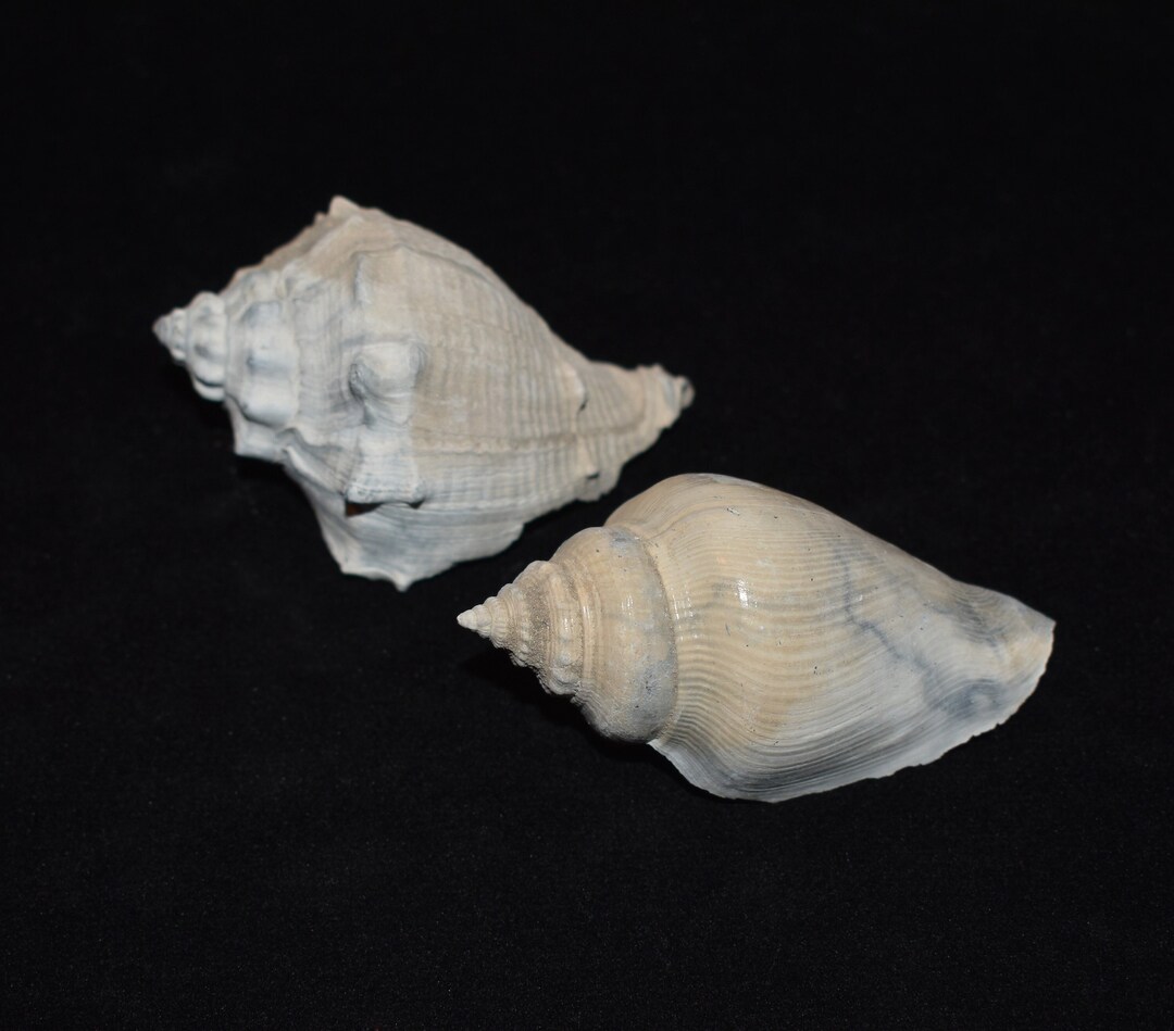 Beautiful Pair of Small Fossilized Shells Pleistocene 1 - 3 Million ...