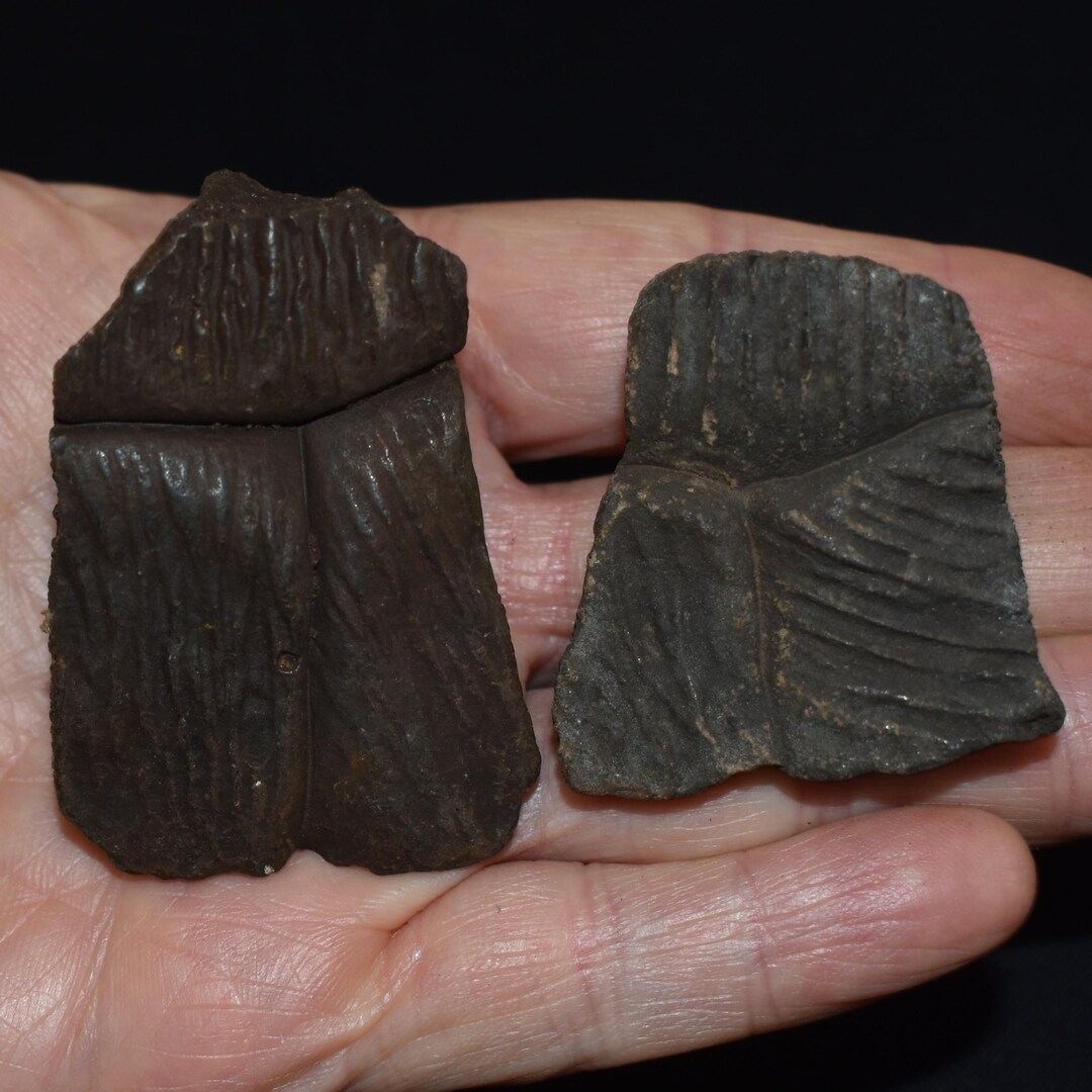 Pair of Detailed Fossilized Turtle Shell Peripheral Elements (shell ...