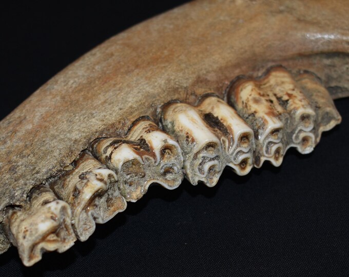 Bison Jaw Bone With Teeth, Iowa Find (13") - Etsy