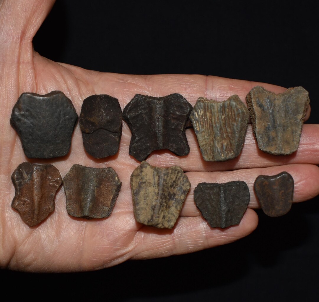 Set of Ten Small Fossilized Turtle Shell Elements (top Shell Pieces ...