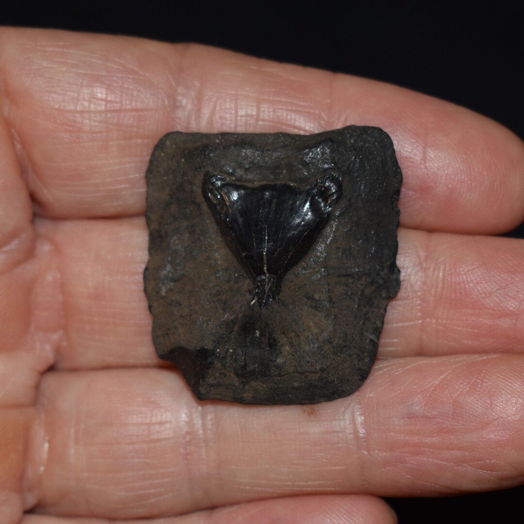 Great Large 1 1/4-" Fossilized Sting Ray Dermal Denticle - Miocene 5 ...