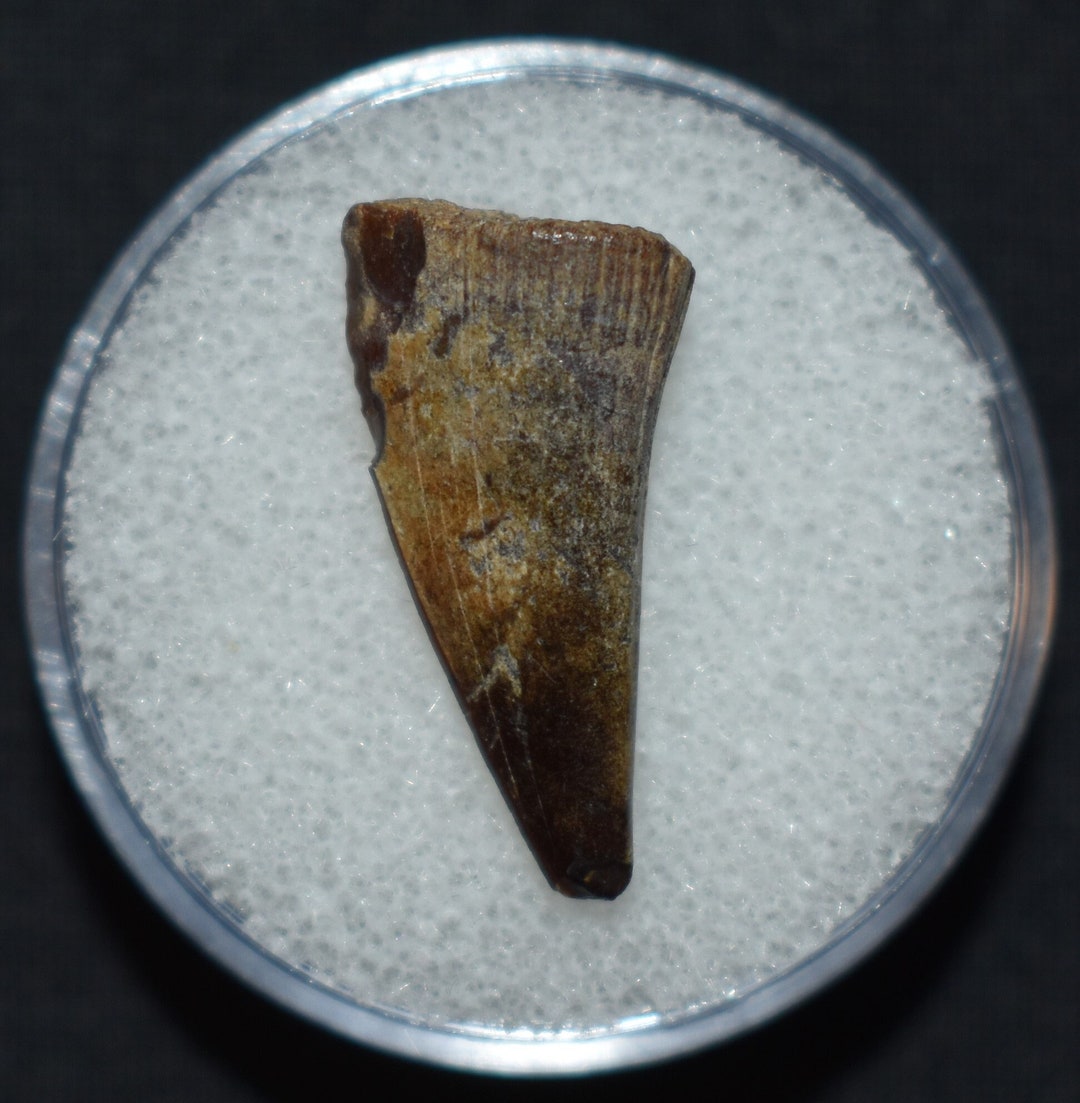 Great Large Fossilized Barracuda Tooth Pleistocene 10,000 1.8 Million ...