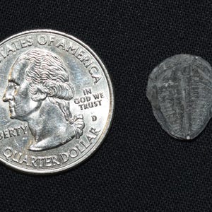 Cool Little Trilobite Elrathia Kingi in Gem Jar! - Etsy