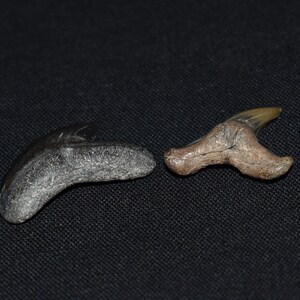 Excellent Pair of Fossil Tiger Shark Teeth 13/16, 15/16 Longtooth Tiger ...