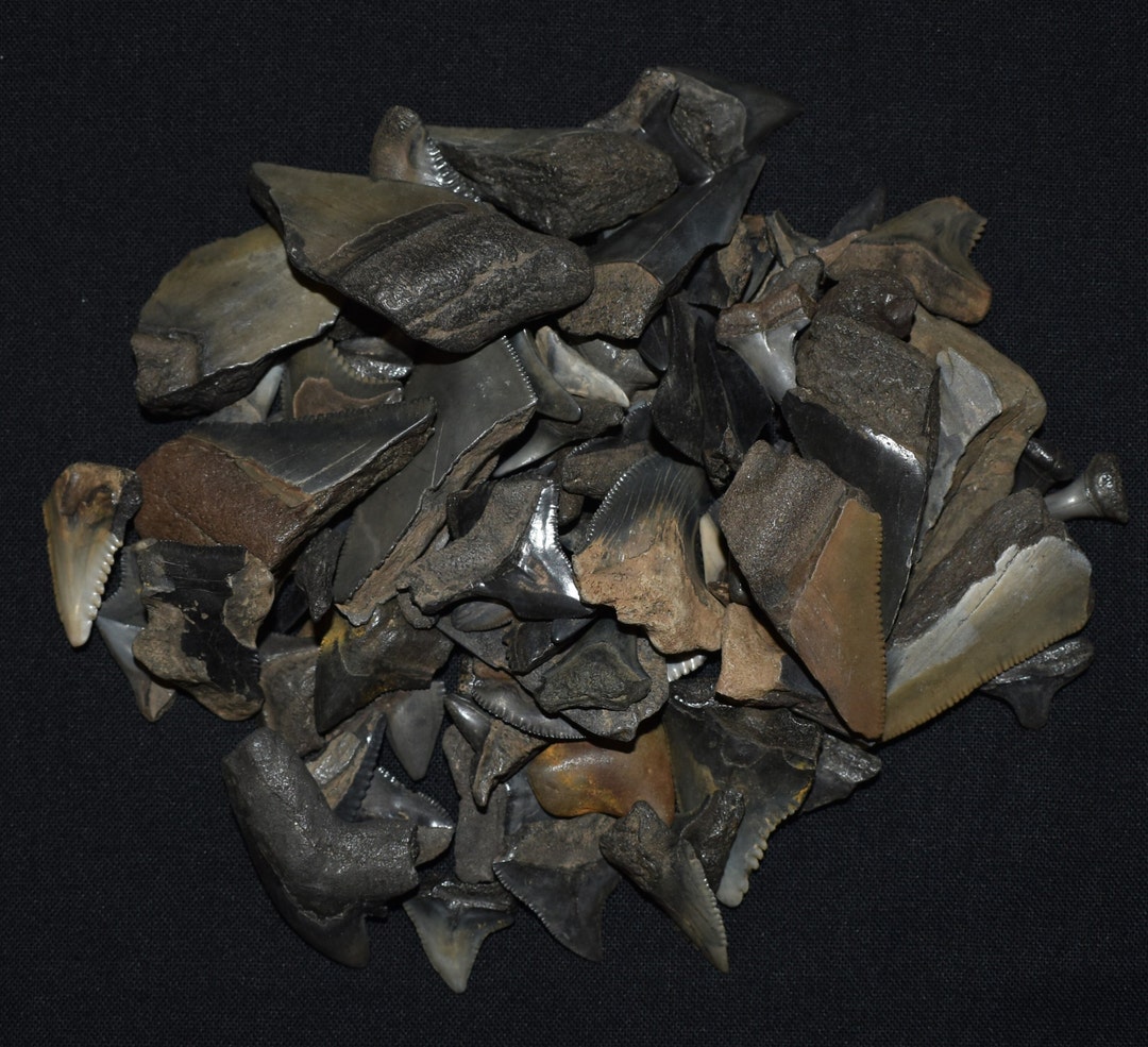 Group of Fossilized Partial Shark Teeth Ultimate Fish Bowl Gravel - Etsy