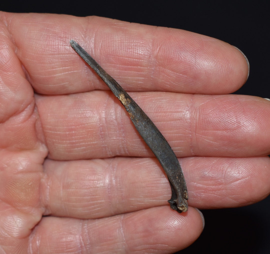 Excellent Fossilized Fish Dorsal Spine Miocene and Pliocene 1.7-24 ...