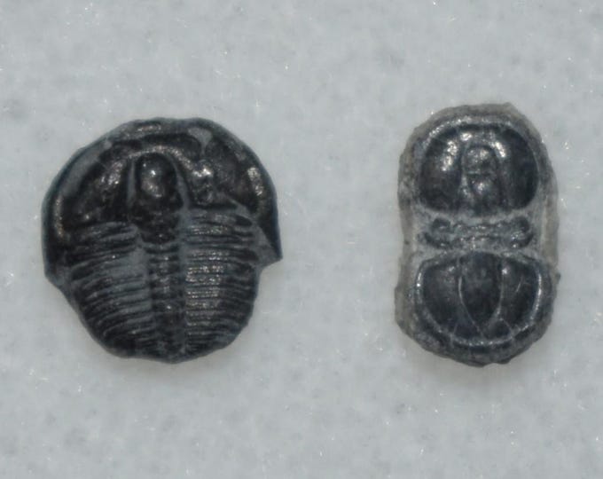 Mini Trilobite Fossil Pair: Elrathia Kingi & Peronopsis - Wheeler Shale ...