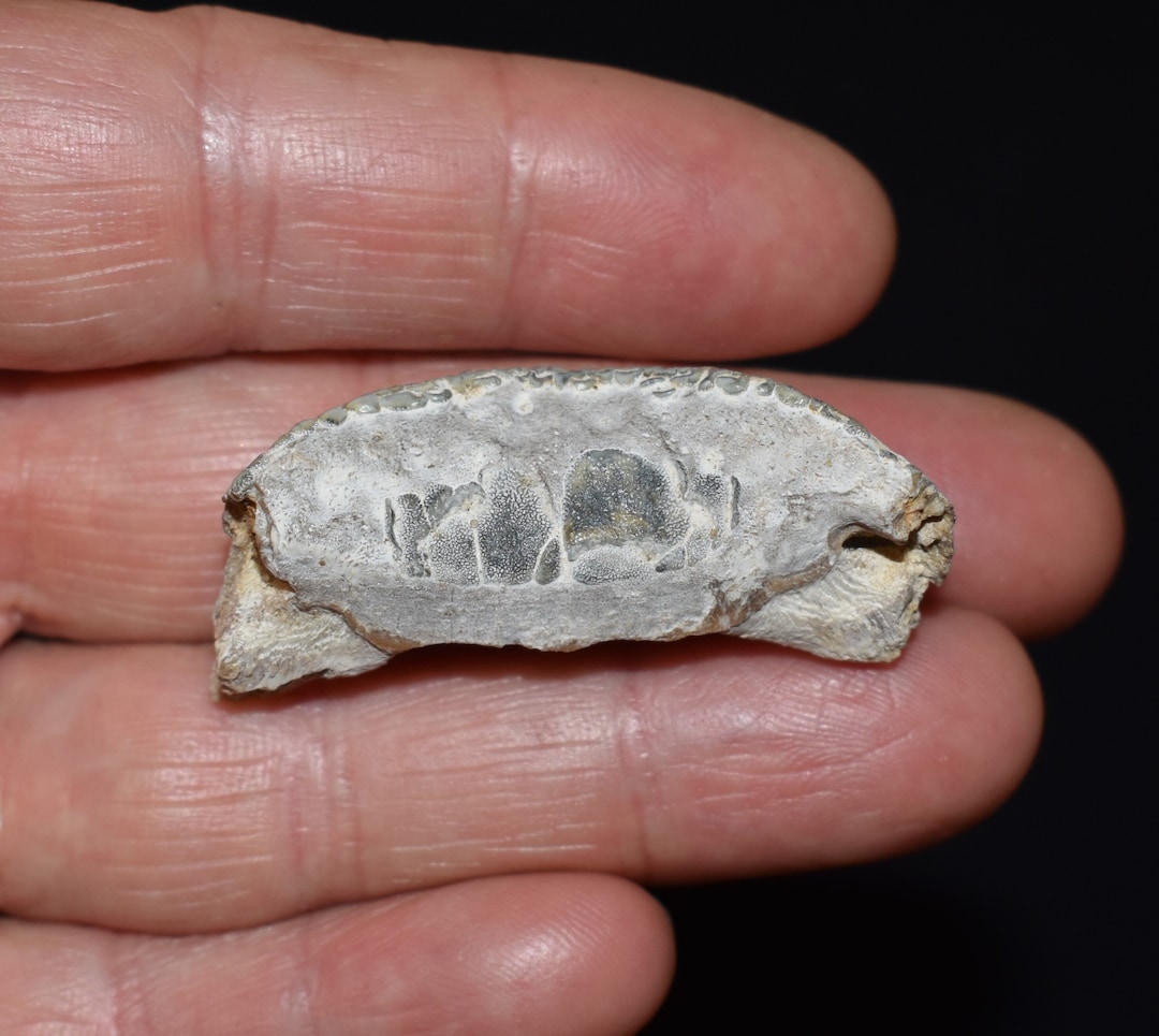 Large Fossilized Porcupine Fish Mouth Plate From Bone Valley - Miocene ...