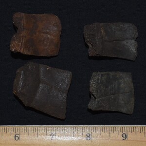 Set of Four Fossilized Turtle Shell Peripheral Elements (shell Edge ...