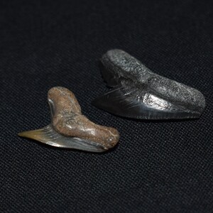 Excellent Pair of Fossil Tiger Shark Teeth 13/16, 15/16 Longtooth Tiger ...