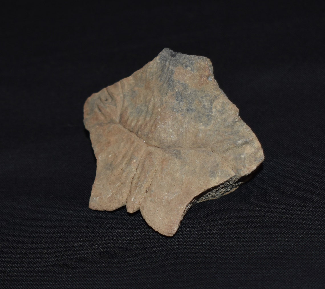 Beautiful Fossilized Nuchal Scute Turtle Pleistocene 10000 - Etsy