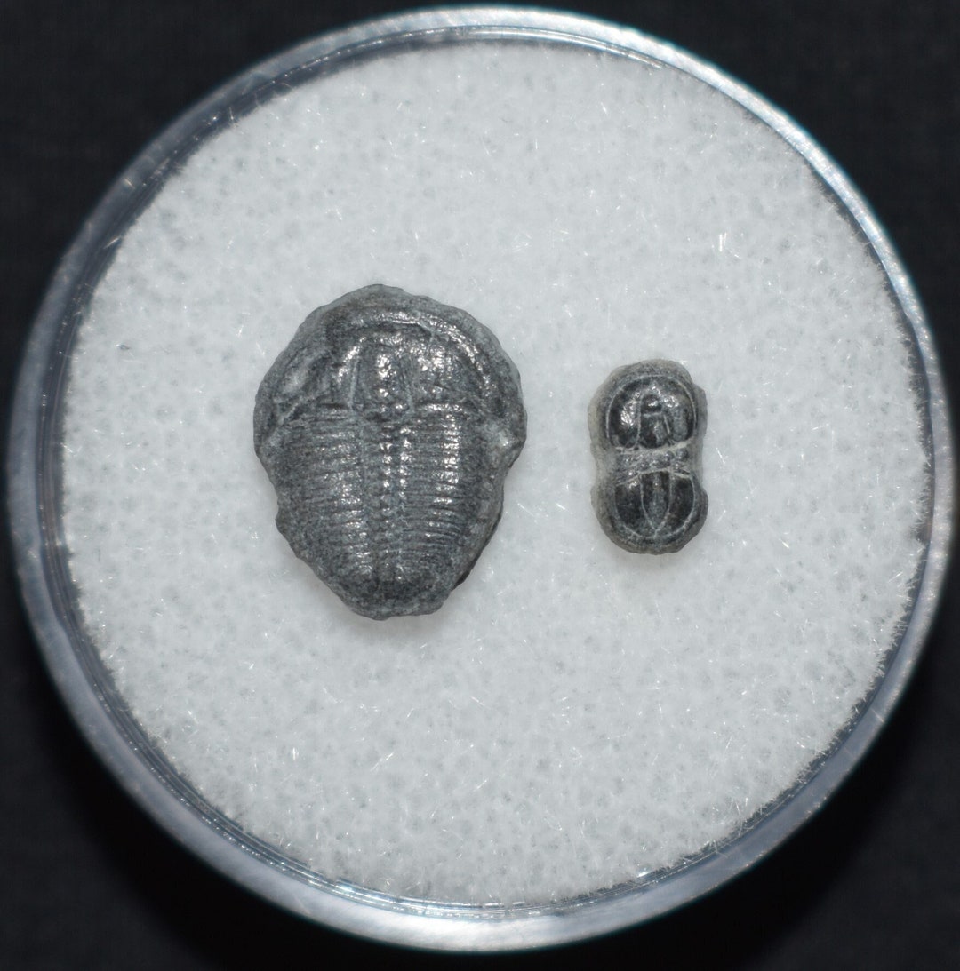 Beautiful Pair of Mini Trilobites Elrathia Kingi and Peronopsis in Gem ...