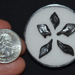 Five Excellent Mini to Small Fossilized Gar Fish Scales in a Gem Jar ...