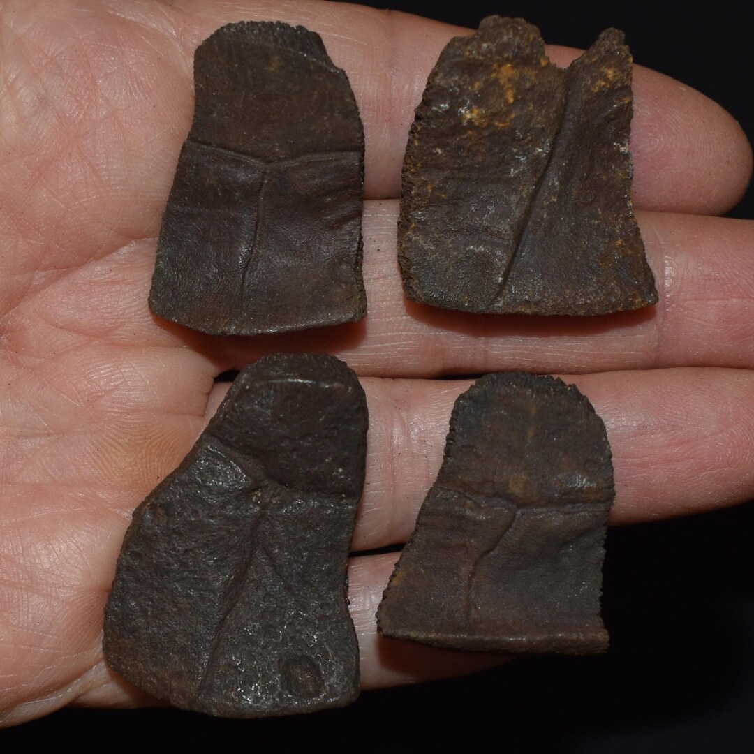 Set of Four Fossilized Turtle Shell Peripheral Elements (shell Edge ...