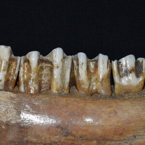 Great Old Bison Jaw With Five Intact Teeth - Etsy