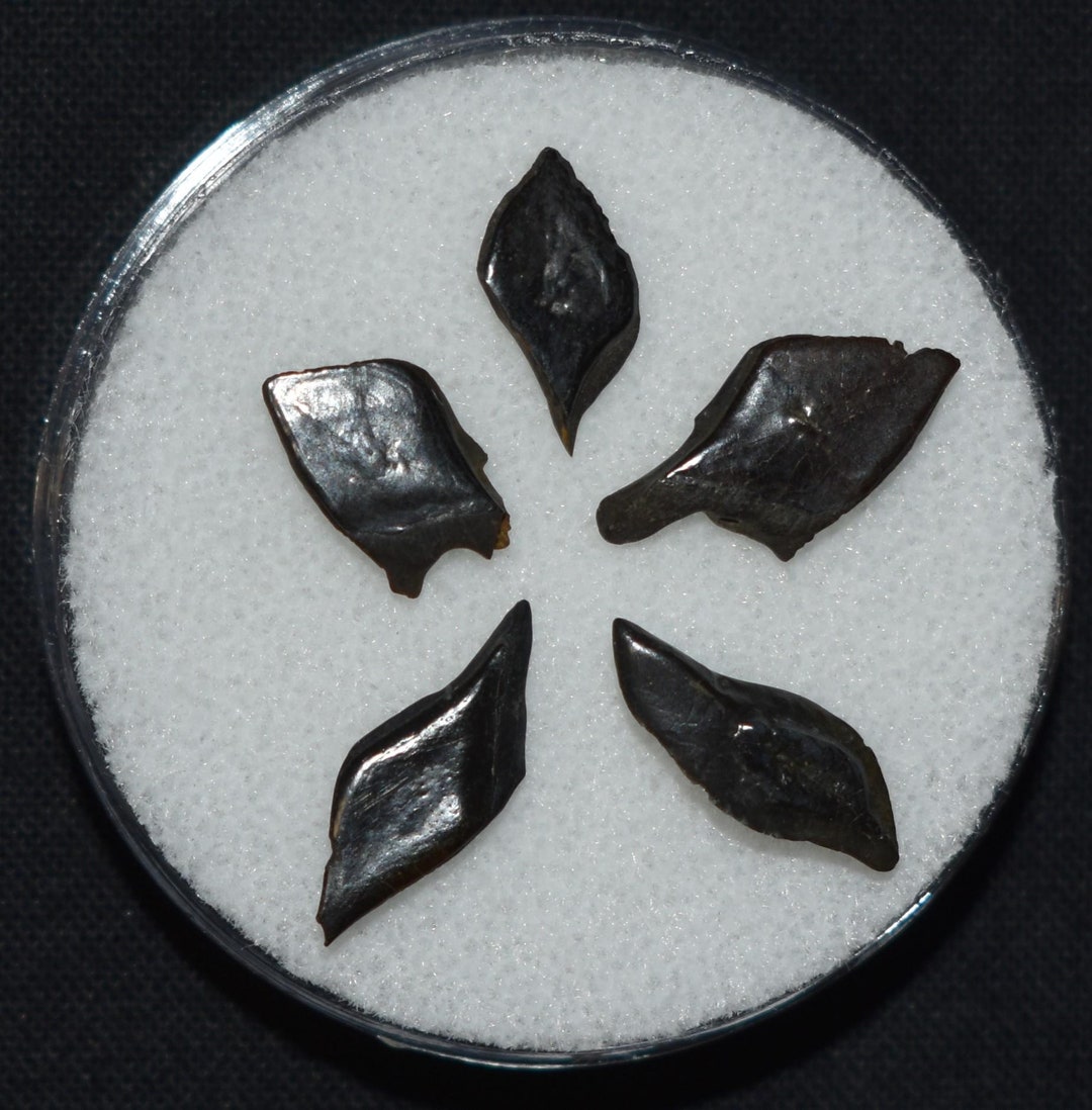 Five Excellent Mini to Small Fossilized Gar Fish Scales in a Gem Jar ...