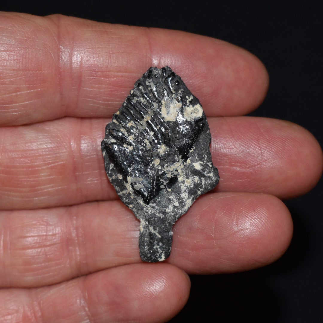 Cool XXL 1 1/2" Fossilized Gar Fish Scale - Pleistocene 10,000 - 1.8 ...