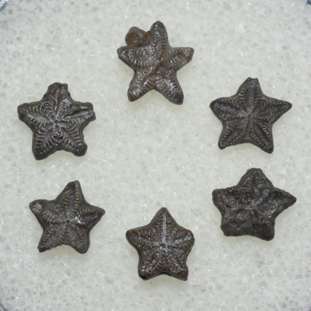 Six Mini Crinoid Stars - Lower Jurassic - Etsy