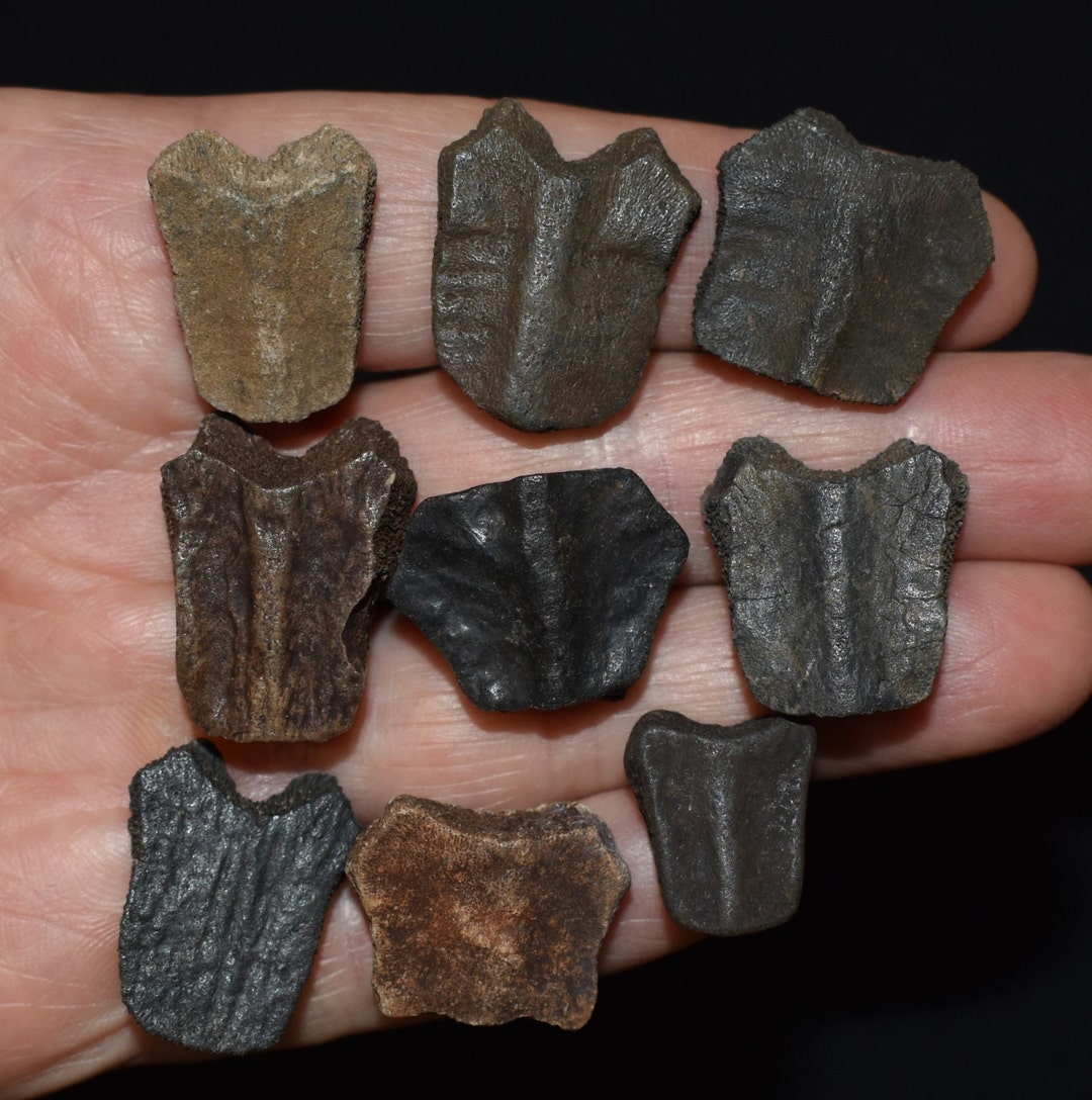 Set of Nine Small Fossilized Turtle Shell Elements top Shell Pieces ...