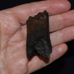 Exceptional Fossilized Ancient Bison Tooth With Intact Roots - Etsy