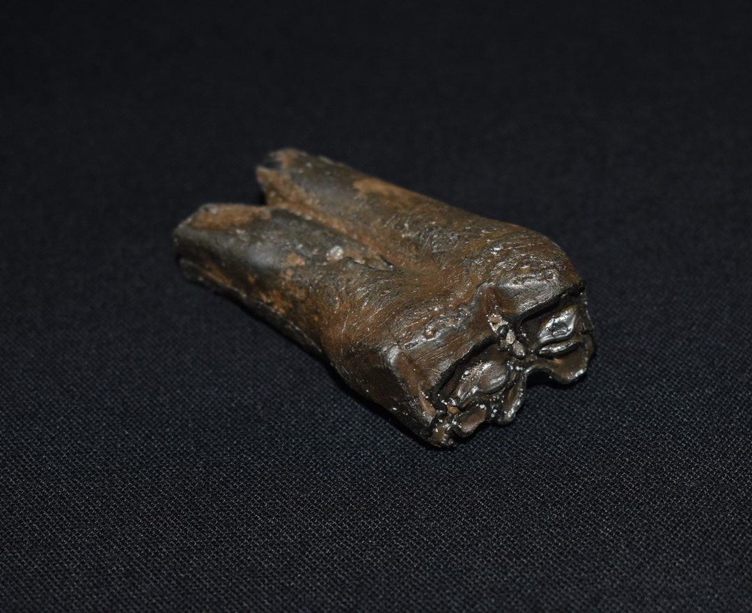 Excellent Fossilized Pleistocene Equus Horse Tooth 10,000 - 1.8 Million ...