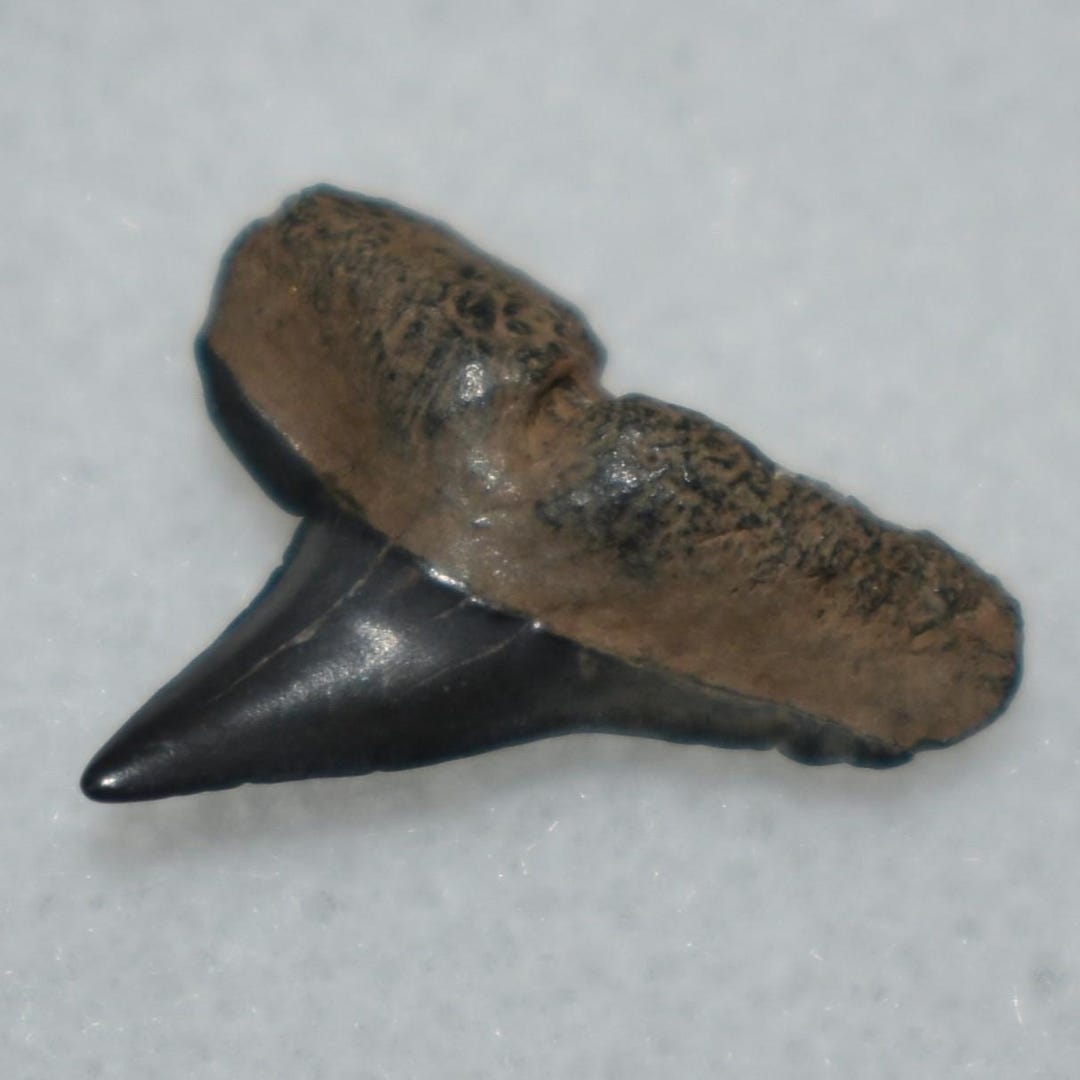 Great Rare Fossilized Hammerhead Shark Tooth - Etsy