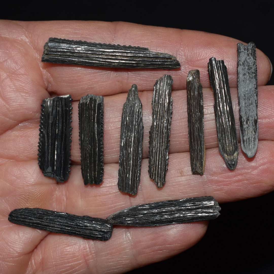 Ten Beautiful Fossilized Ray Tail Spine Sections - Miocene 5 Million ...