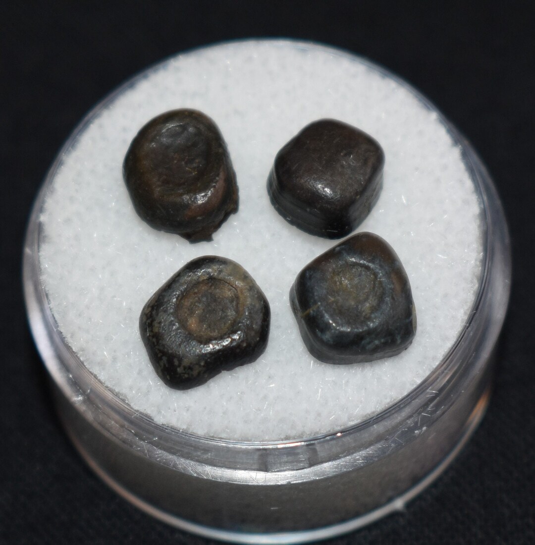 Excellent Set of Four Fossil Drum Fish Teeth in a Gem Jar Pleistocene ...