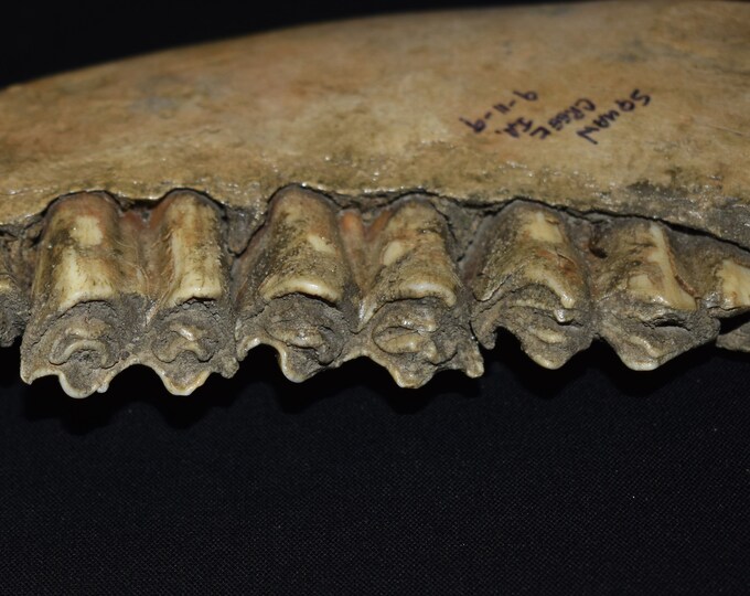 Great Old Bison Jaw With All Teeth Intact - Etsy