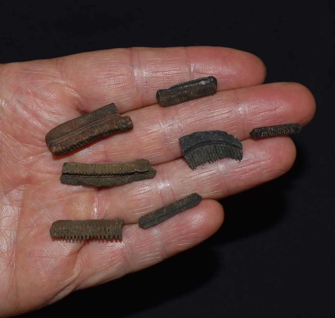 Six Fossilized Ray Dental Plates - Miocene 5 Million - 24 Million Years ...