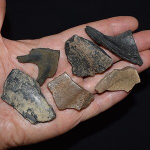 Great Highly Detailed Set of Six Fossilized Soft-shelled Turtle Shell ...