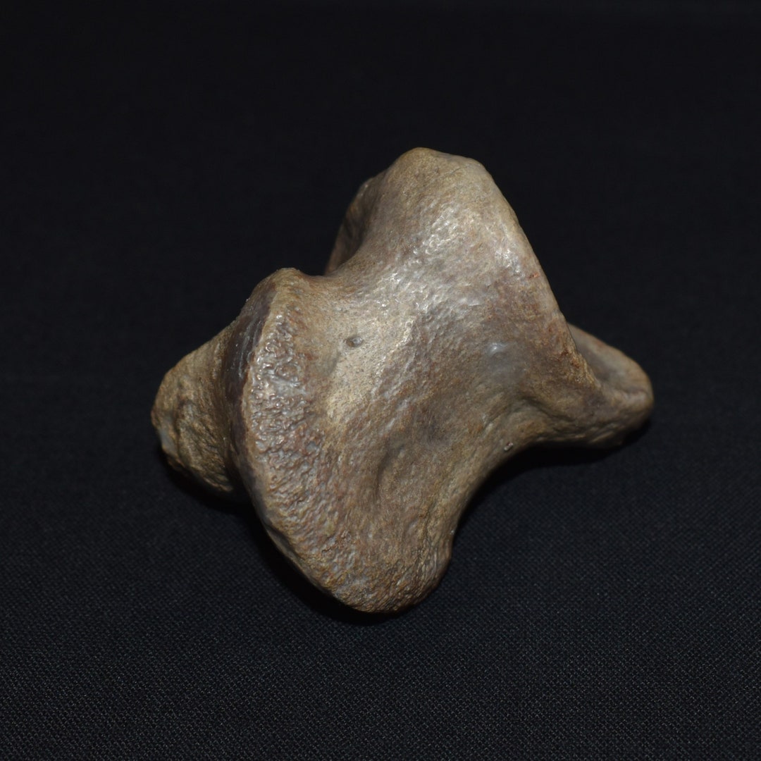 Beautiful Mineralized Ancient Bison Toe Bone - Etsy
