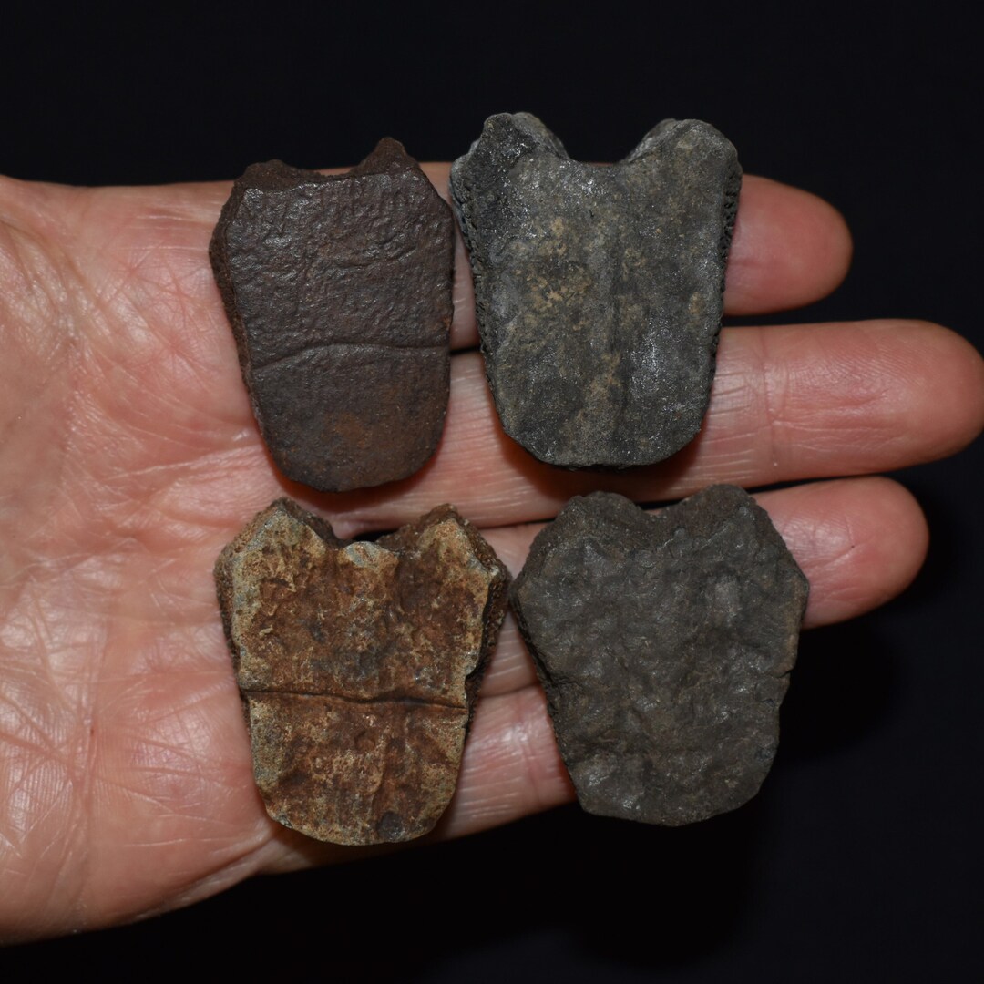 Set of Four Fossilized Turtle Shell Elements (top Shell Pieces) Miocene ...