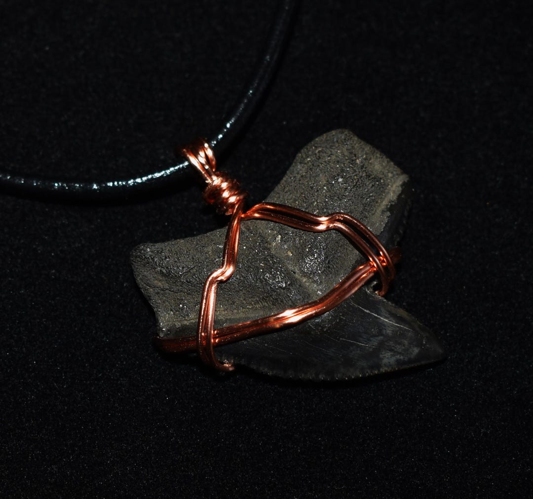Fossilized Tiger Shark Tooth Wire Wrapped Pendant on Black Leather Cord ...