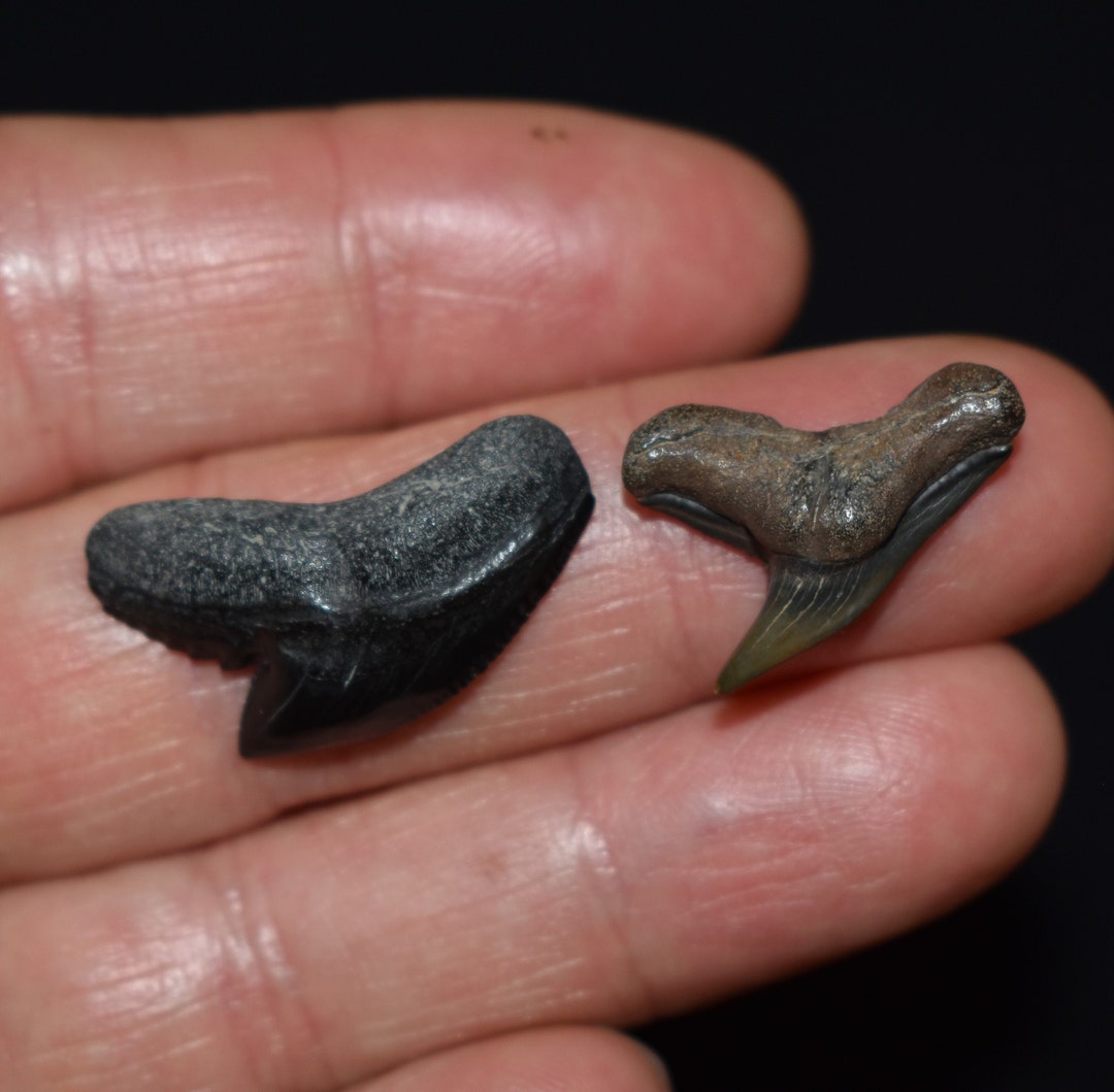 Excellent Pair of Fossil Tiger Shark Teeth 13/16, 15/16 Longtooth Tiger ...